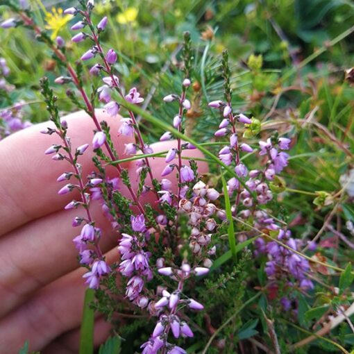 Miere vie de iarba neagra (negrus) din Apuseni.Miere Săbăduș